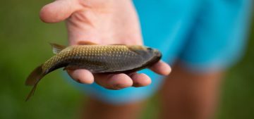 Power of PIT Tags: Tracking Fish population and Behavior